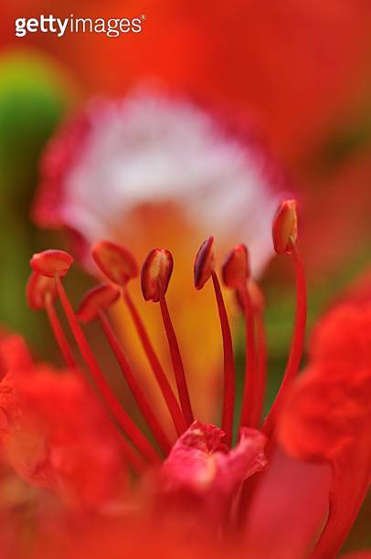 Flame tree flower close up 이미지 (167173123) - 게티이미지뱅크