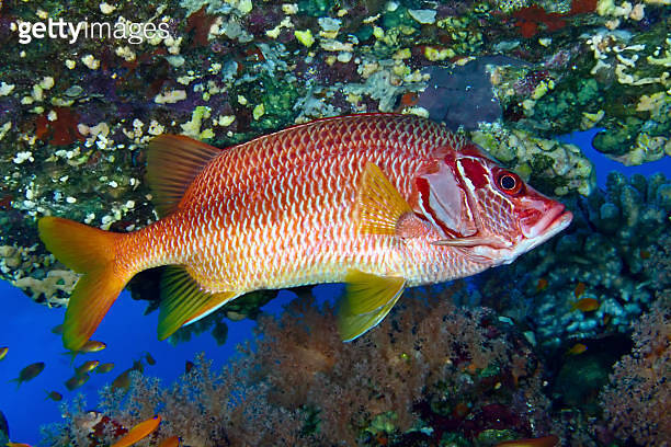 Sabre squirrelfish (178477464) - 게티이미지뱅크
