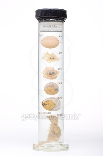 Stages of chicken growth in graduated cylinder 이미지 (a4003107) - 게티이미지뱅크