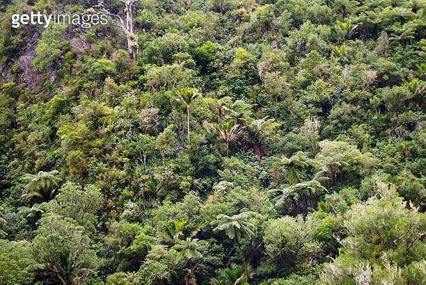 Native Punga, Nikau & Bush Background, NZ 이미지 (175000236) - 게티이미지뱅크