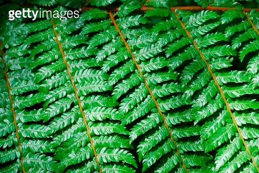 New Zealand Punga (Ponga) Fern Fronds Background 이미지 (184982829) - 게티이미지뱅크