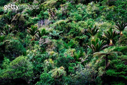 Native Bush Background, NZ 이미지 (175511405) - 게티이미지뱅크