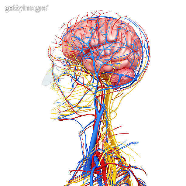 side head circulatory and nervous system (462461225) - 게티이미지뱅크