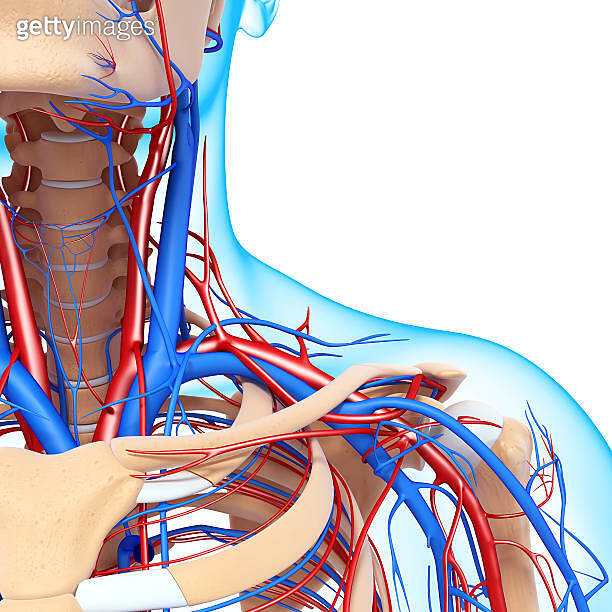 front half view of throat circulatory system (462033591) - 게티이미지뱅크