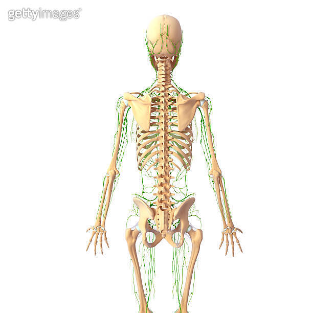 lymphatic system of back view with skeleton (461794813) - 게티이미지뱅크