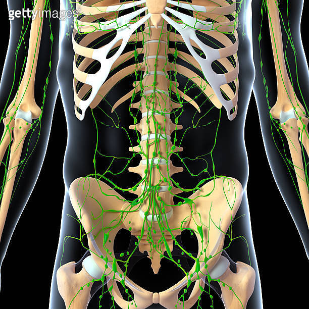 lymphatic system of female front view 이미지 (461992403) - 게티이미지뱅크