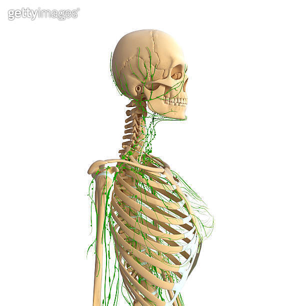 lymphatic system of female side view with skeleton (461916155) - 게티이미지뱅크