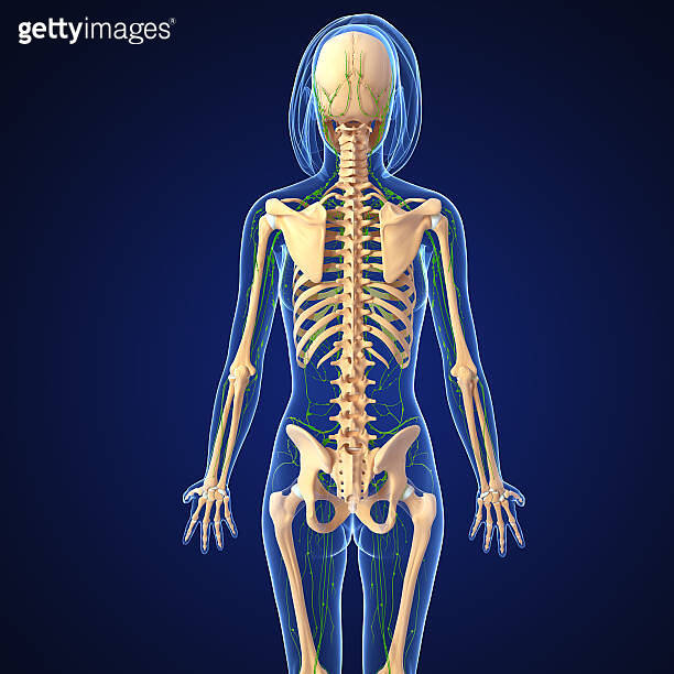 Lymphatic system of female body anatomy back view (451931795) - 게티이미지뱅크