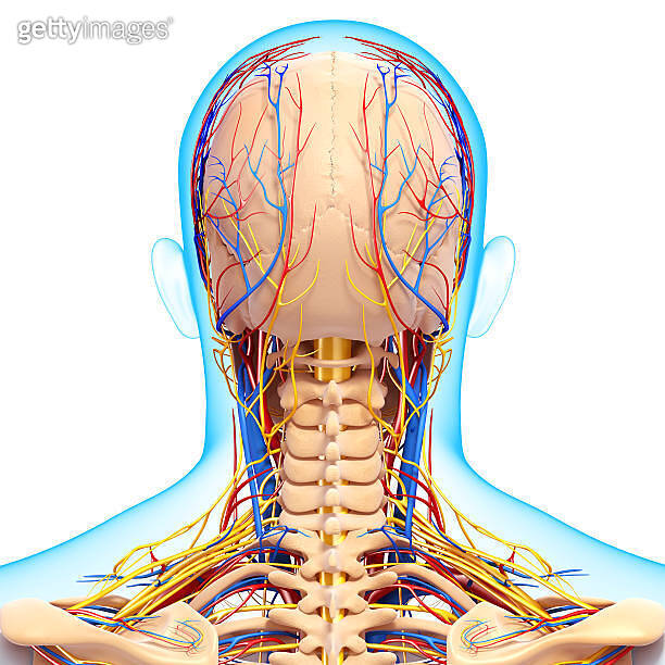 back view of circulatory and nervous system 이미지 (462433039) - 게티이미지뱅크