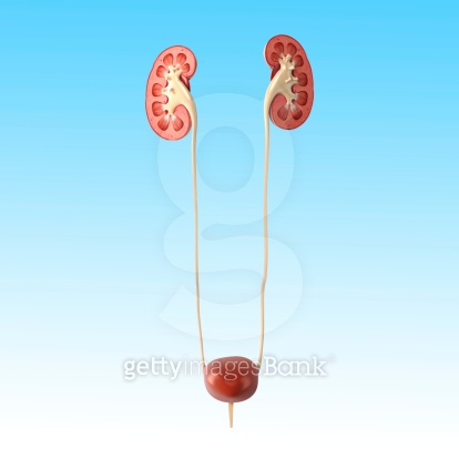 anatomy of urinary system in blue 이미지 (461862625) - 게티이미지뱅크
