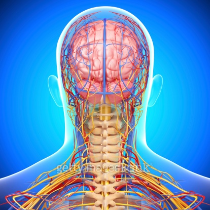 back view of head circulatory system and nervous 이미지 (462059163) - 게티이미지뱅크