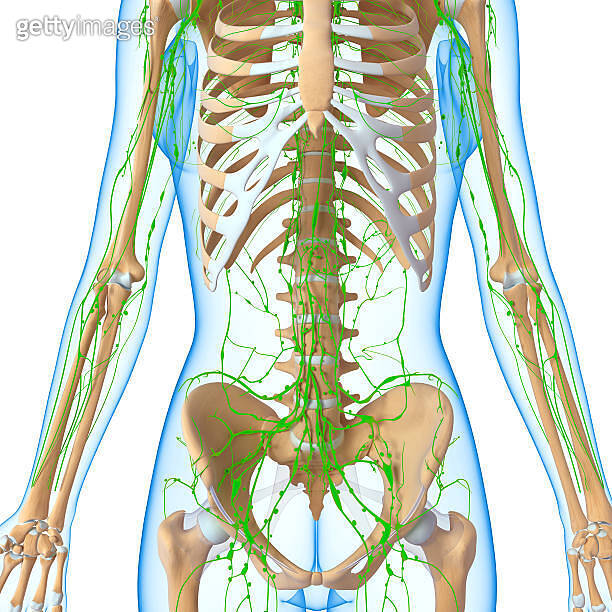 Lymphatic system of female body anatomy (451775495) - 게티이미지뱅크