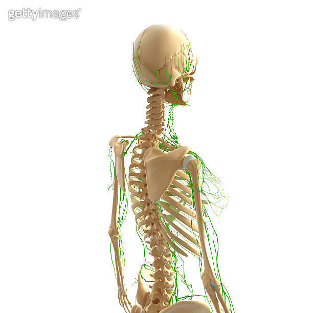lymphatic system of female side view with skeleton (461772543) - 게티이미지뱅크