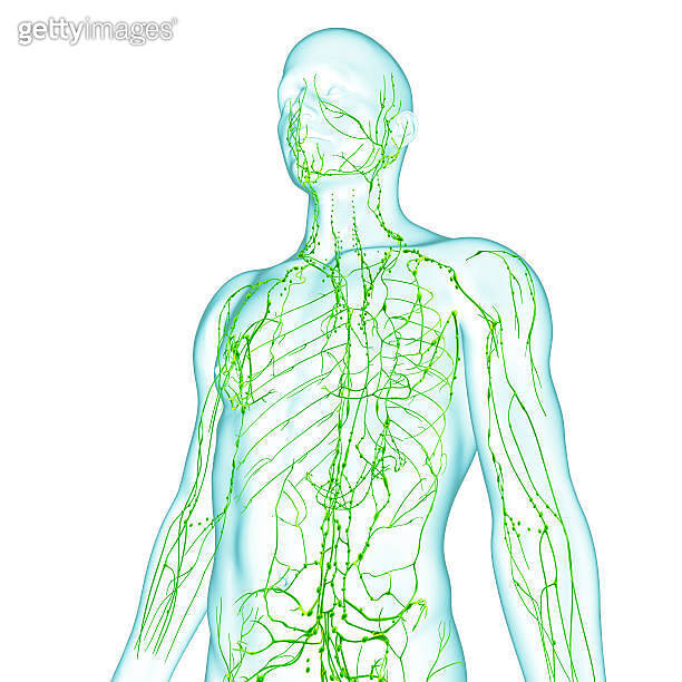 lymphatic system of male front (462169403) - 게티이미지뱅크