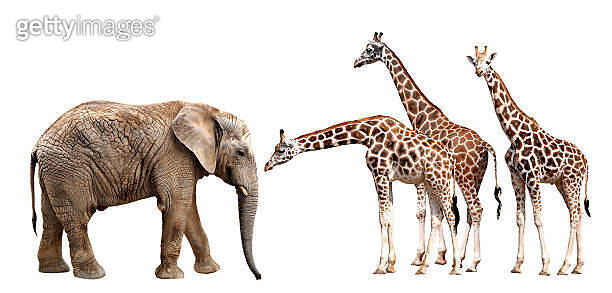 giraffes with elephant 이미지 (179044061) - 게티이미지뱅크