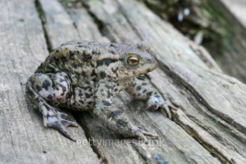 Common toad, Bufo bufoo 이미지 (495814307) - 게티이미지뱅크