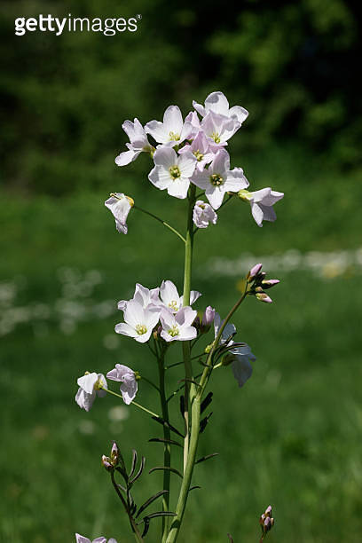 Lady's smock, Cuckoo flower, Cardamine pratensis 이미지 (179586480) - 게티이미지뱅크