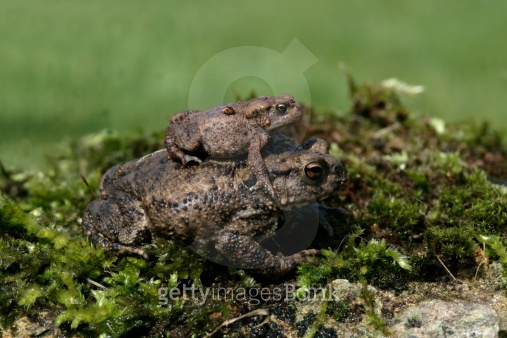 Common toad, Bufo bufoo (187548438) - 게티이미지뱅크