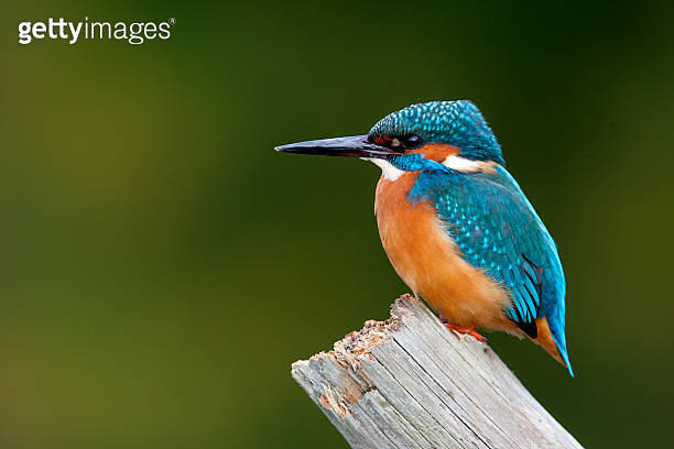 Kingfisher, Alcedo atthis 이미지 (179536611) - 게티이미지뱅크