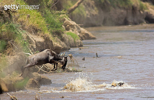 Wildebeest river crossing 이미지 (477906927) - 게티이미지뱅크