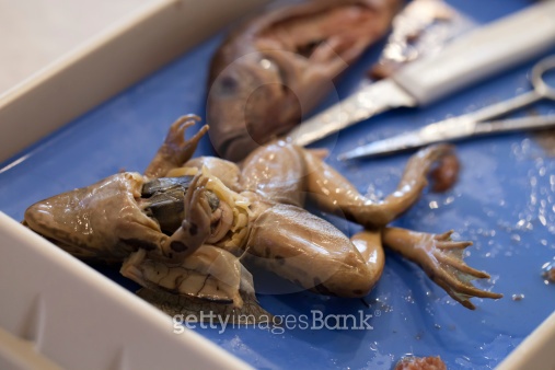 Close-up of frog and fish comparative anatomy dissection 이미지 (512419327 ...