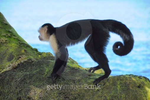 White Faced Monkey Profile 이미지 (492144987) - 게티이미지뱅크
