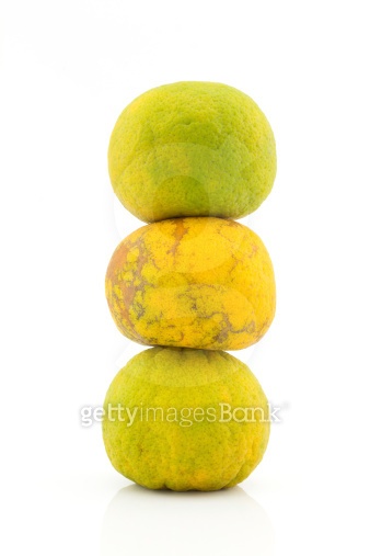 Stack of mandarin orange on white background 이미지 (480343607) - 게티이미지뱅크