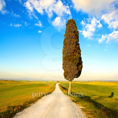 Tuscany, lonely cypress tree and rural road. Siena, Orcia Valley 이미지 ...
