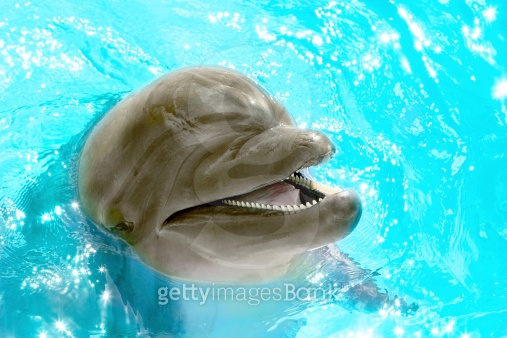 Glad beautiful dolphin smiling in a blue swimming pool water 이미지 ...
