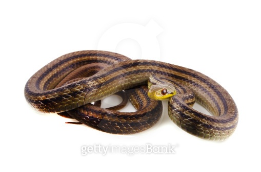 Japanese Striped Snake-Elaphe quadrivirgata (480225425) - 게티이미지뱅크