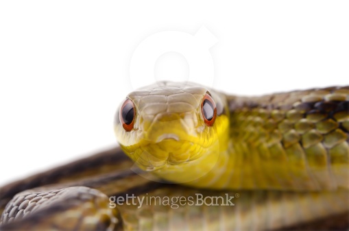 Japanese Striped Snake-Elaphe quadrivirgata (497620017) - 게티이미지뱅크