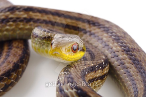 Japanese Striped Snake-Elaphe quadrivirgata (497620011) - 게티이미지뱅크