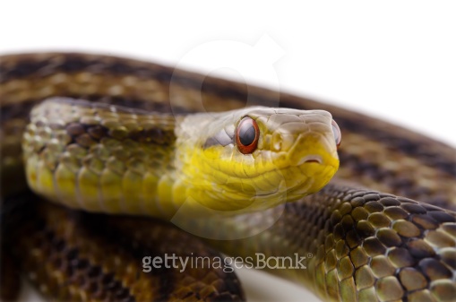 Japanese Striped Snake-Elaphe quadrivirgata (497620009) - 게티이미지뱅크