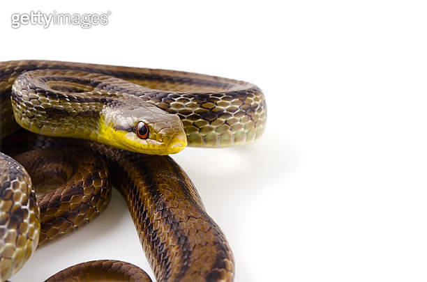 Japanese Striped Snake-Elaphe quadrivirgata (480216613) - 게티이미지뱅크