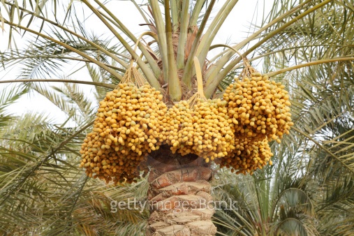Kimri and khalal Dates clusters 이미지 (480174969) - 게티이미지뱅크
