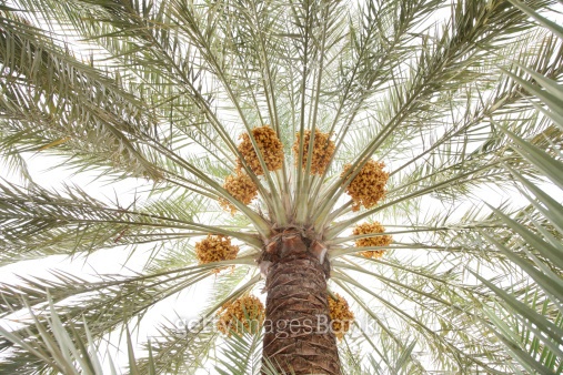 Beautiful dates and branches of dates tree 이미지 (480140255) - 게티이미지뱅크