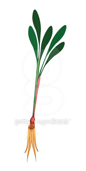 Chinese Ginger Plant or Fingerroot 이미지 (480892555) - 게티이미지뱅크