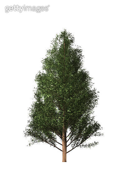 chilean Tree 이미지 (520841081) - 게티이미지뱅크