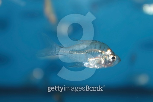 Indian Glass Perch (Chanda ranga) aquarium fish 이미지 (505623329) - 게티이미지뱅크