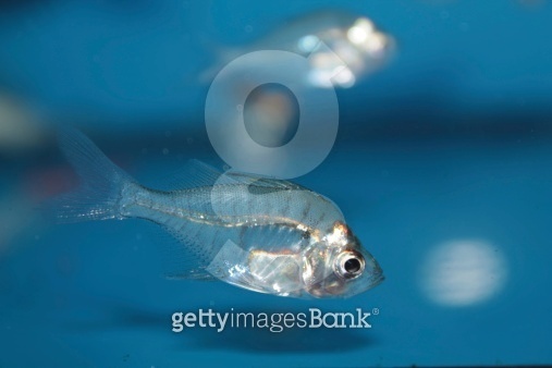 Indian Glass Perch (Chanda ranga) aquarium fish 이미지 (505623333) - 게티이미지뱅크