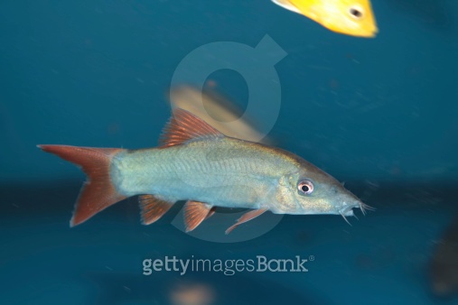 Blue Botia (Yasuhikotakia modesta) freshwater aquarium fish 이미지 ...