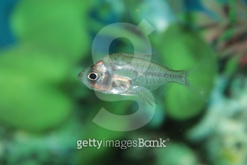 Indian Glass Perch (Chanda ranga) aquarium fish 이미지 (505623739) - 게티이미지뱅크