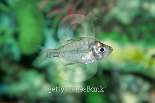 Indian Glass Perch (Chanda ranga) aquarium fish 이미지 (505623747) - 게티이미지뱅크