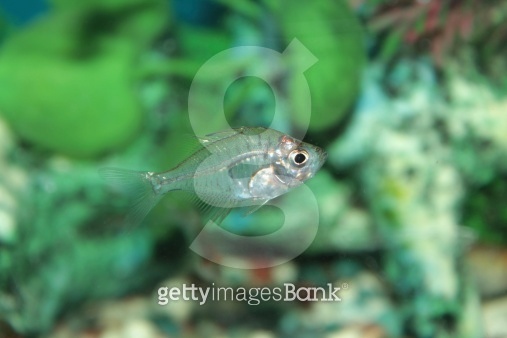 Indian Glass Perch (Chanda ranga) aquarium fish 이미지 (505623773) - 게티이미지뱅크
