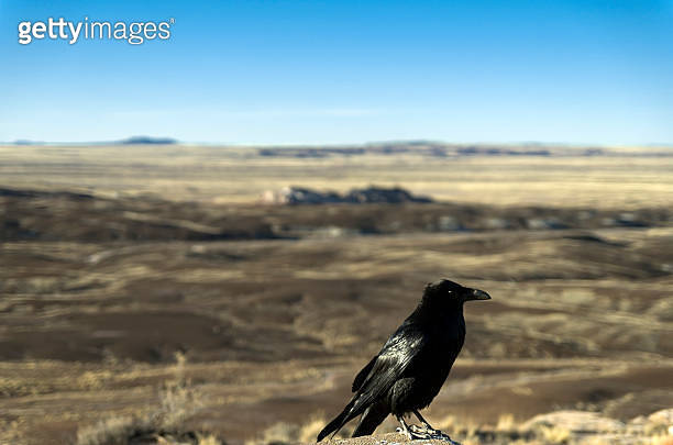 Crow at the Painted Desert at Petrified Forest National Park, Arizona ...