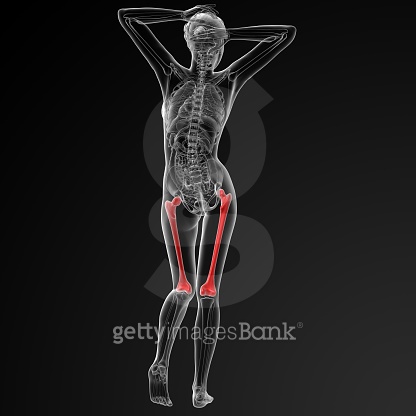 3d rendered illustration of the female femur bone 이미지 (499550843) - 게티이미지뱅크