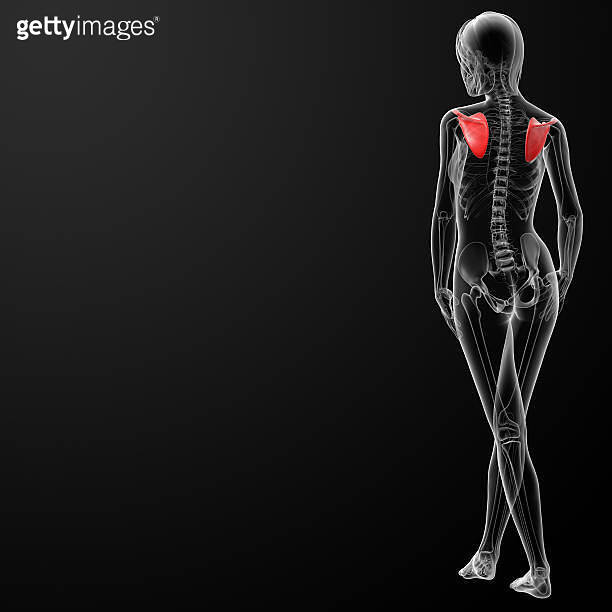 3d render illustration of the female scapula bone 이미지 (496448821) - 게티이미지뱅크