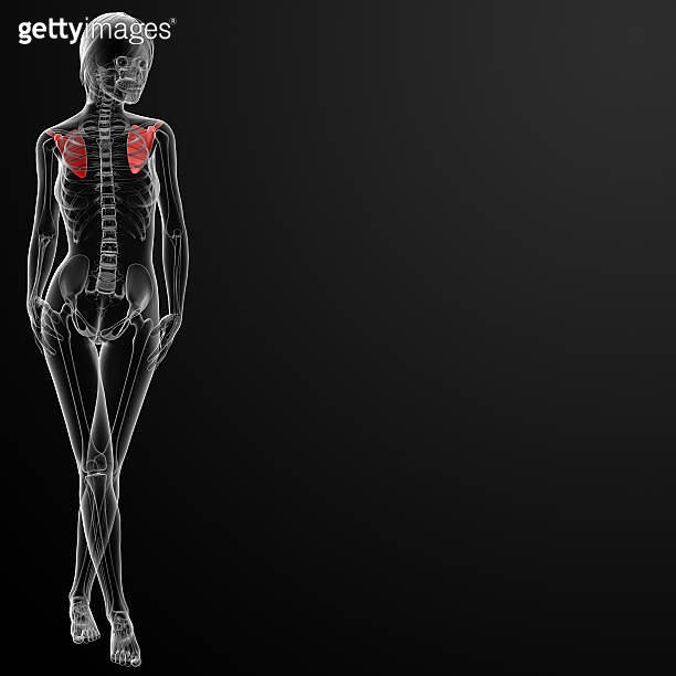 3d render illustration of the female scapula bone (496448823) - 게티이미지뱅크
