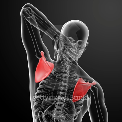 3d render illustration scapula bone - back view 이미지 (469950071) - 게티이미지뱅크