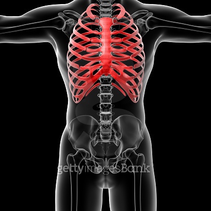 3d render illustration of the male rib cage 이미지 (500365157) - 게티이미지뱅크